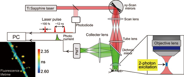 Section of Multiphoton Neuroimaging - National Institute for ...