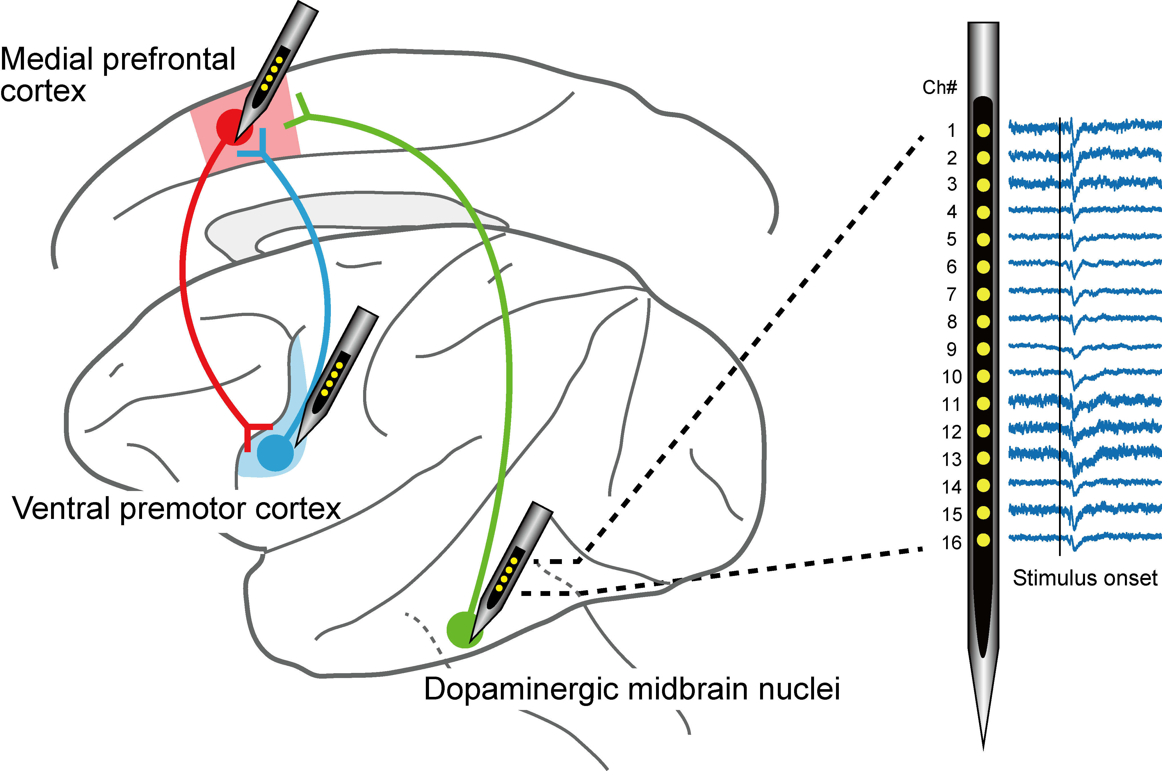 Division of Behavioral Development - National Institute for ...