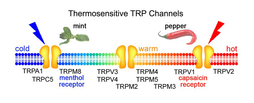Division of Cell Signaling - National Institute for Physiological Sciences